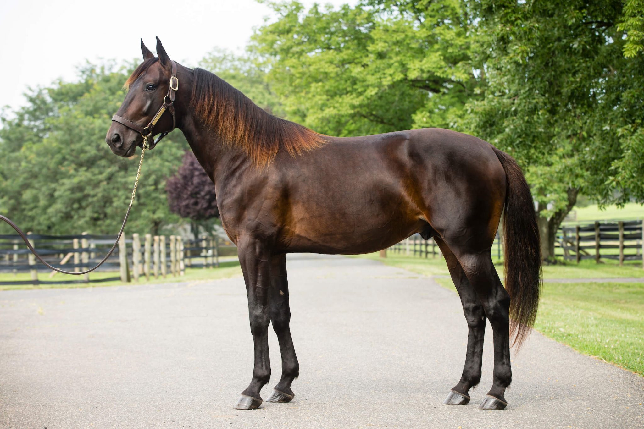 Walner | Preferred Equine